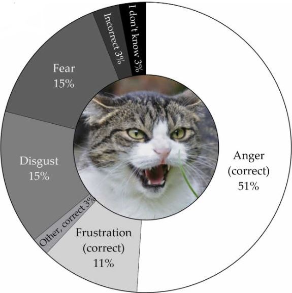 Cat Owners’ Perceptions of Feline Emotions | PIM MARTENS
